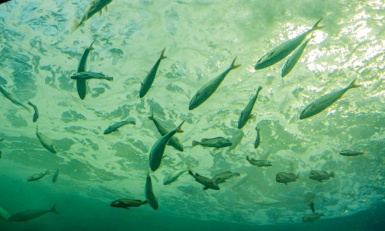 魚の青物（青魚）とは？美味しく食べる方法や栄養素について解説